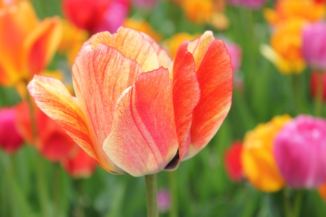 Tulipano e significato dei suoi colori: il fiore perfetto da regalare